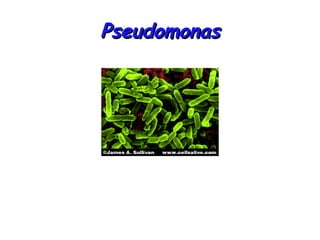 7.pseudomonas | PPT