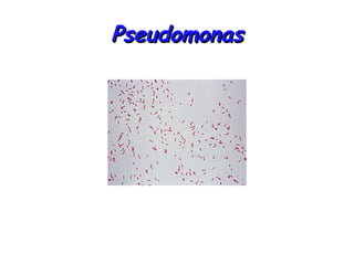7.pseudomonas | PPT