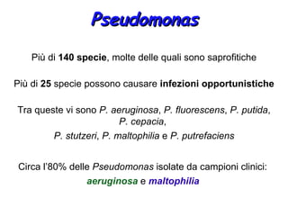 7.pseudomonas | PPT