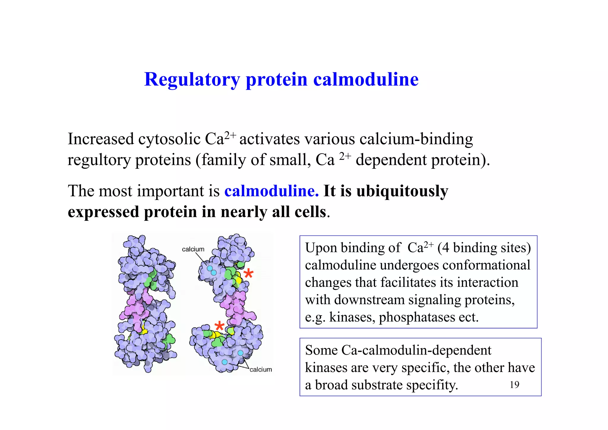 7 regulation of metabolism | PDF