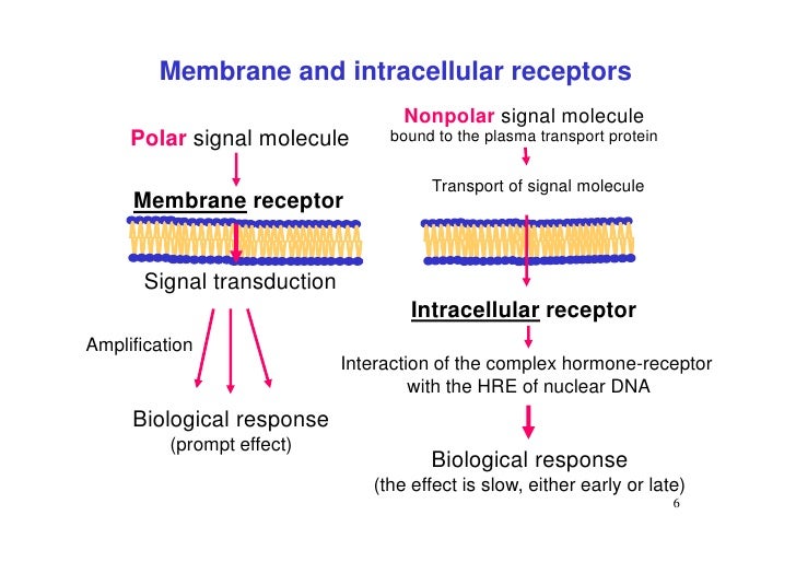 7 regulation of metabolism