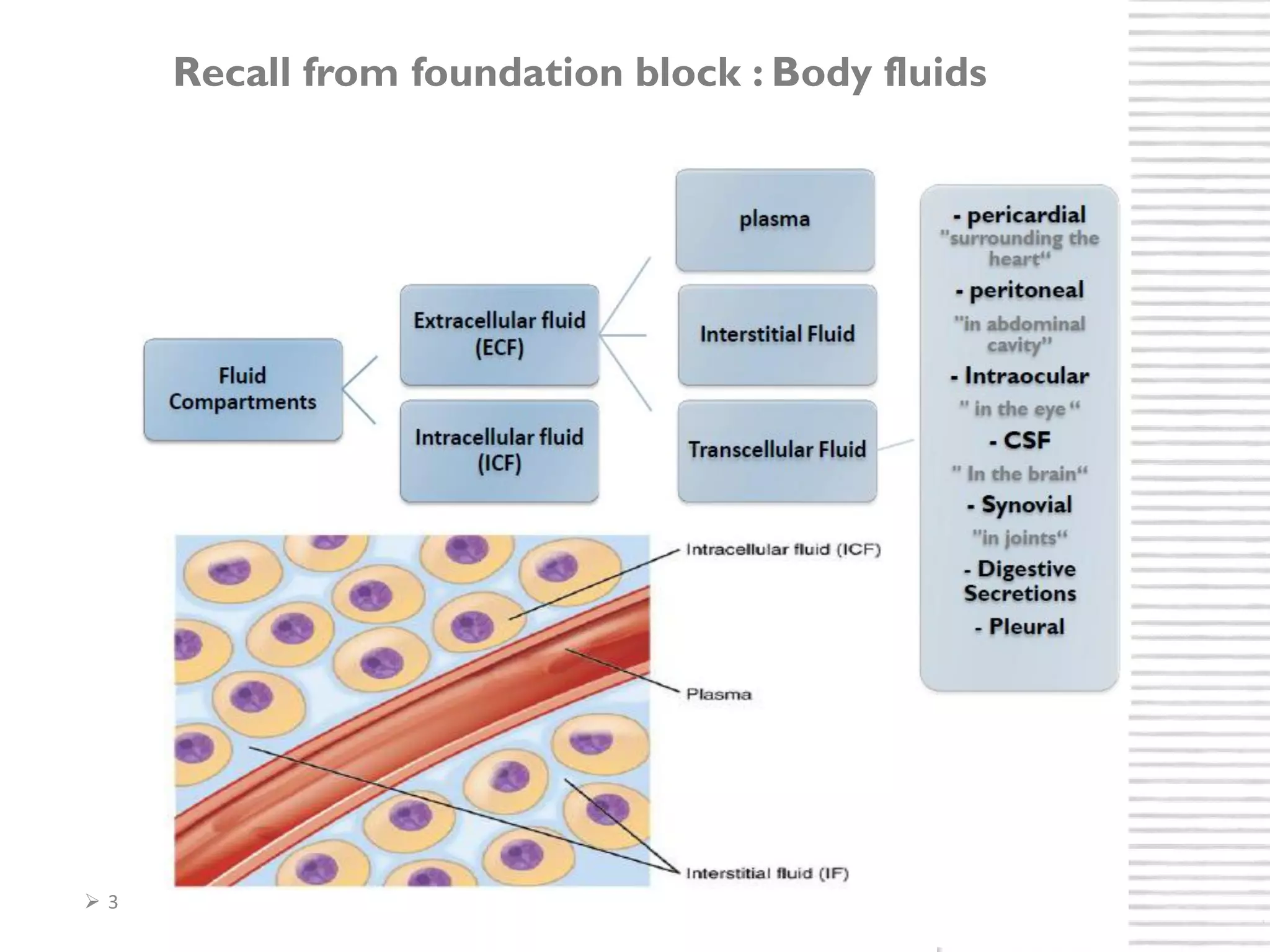 7-Renal regulation of body fluids.pdf