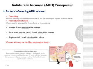 7-Renal regulation of body fluids.pdf