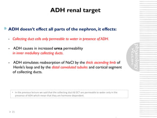 7-Renal regulation of body fluids.pdf