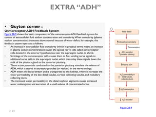 7-Renal regulation of body fluids.pdf