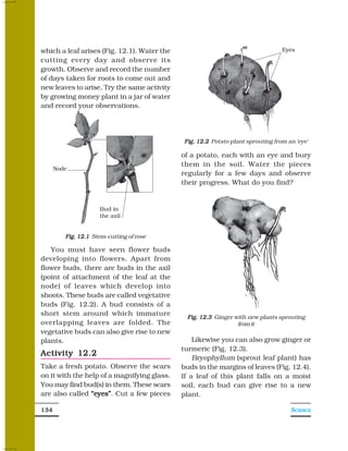 7 reproduction in plants | PDF