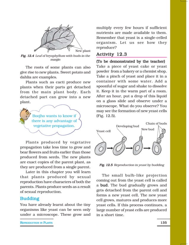 7 reproduction in plants | PDF