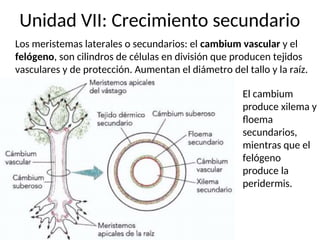 7-Resumen Crecimiento secundario.aprendes | PPT
