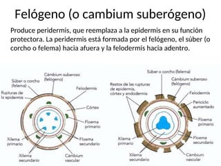 7-Resumen Crecimiento secundario.aprendes | PPT