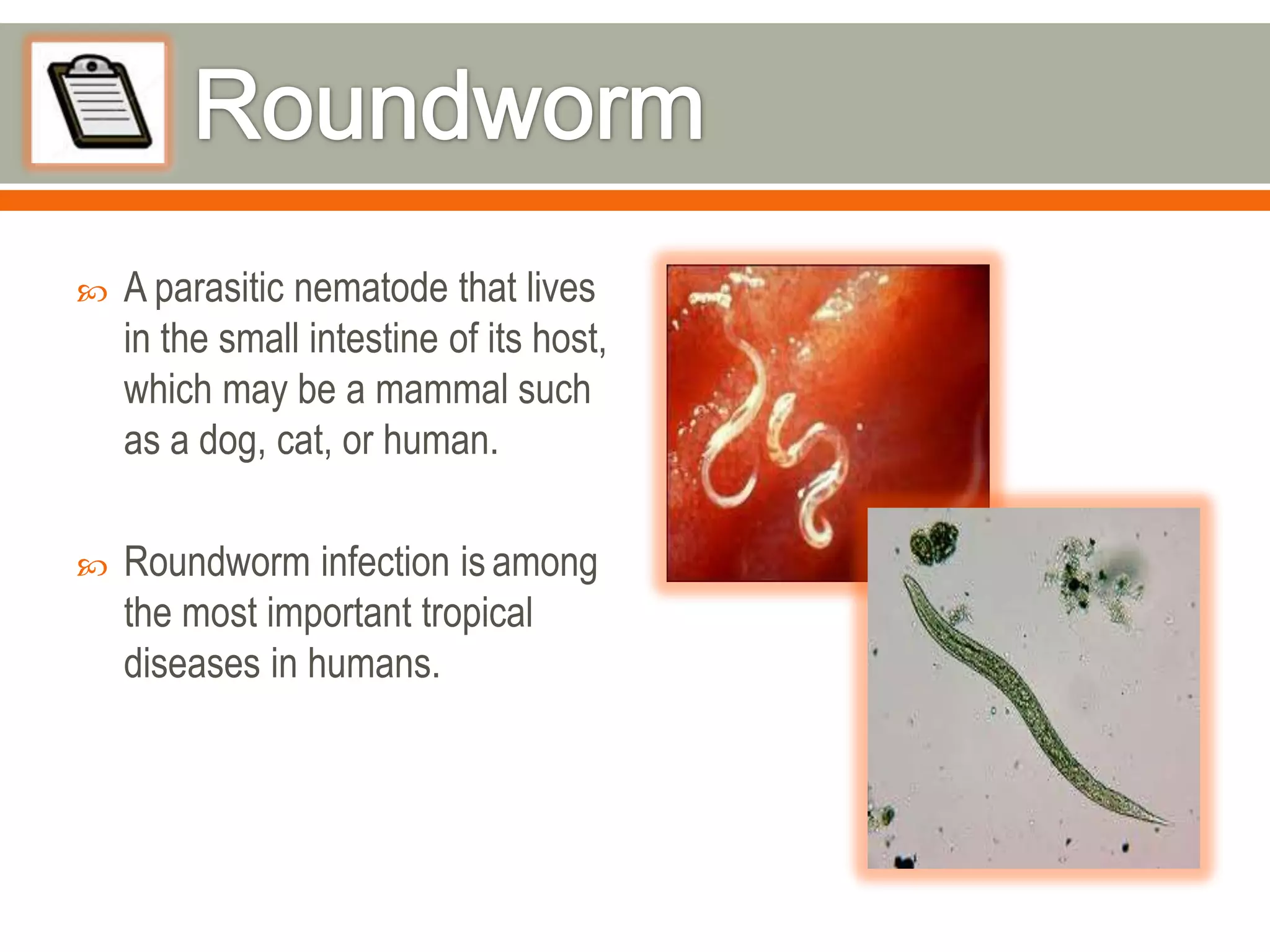 r worms ~ alaban | PPT