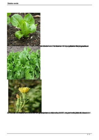 7 salata-verde | PDF