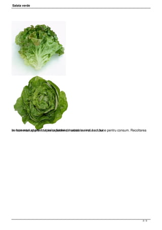 7 salata-verde | PDF
