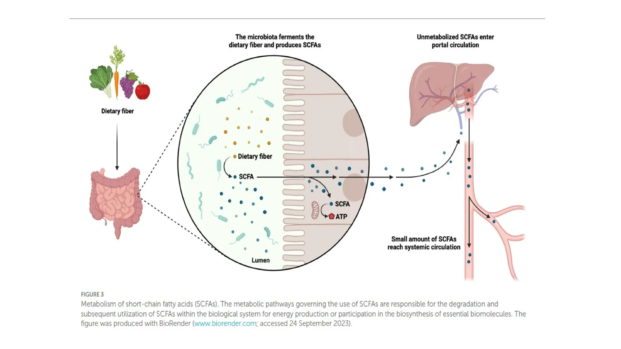 7-Selection criteria, Mechanism of action -Prebiotics,-14-02-2025.pptx