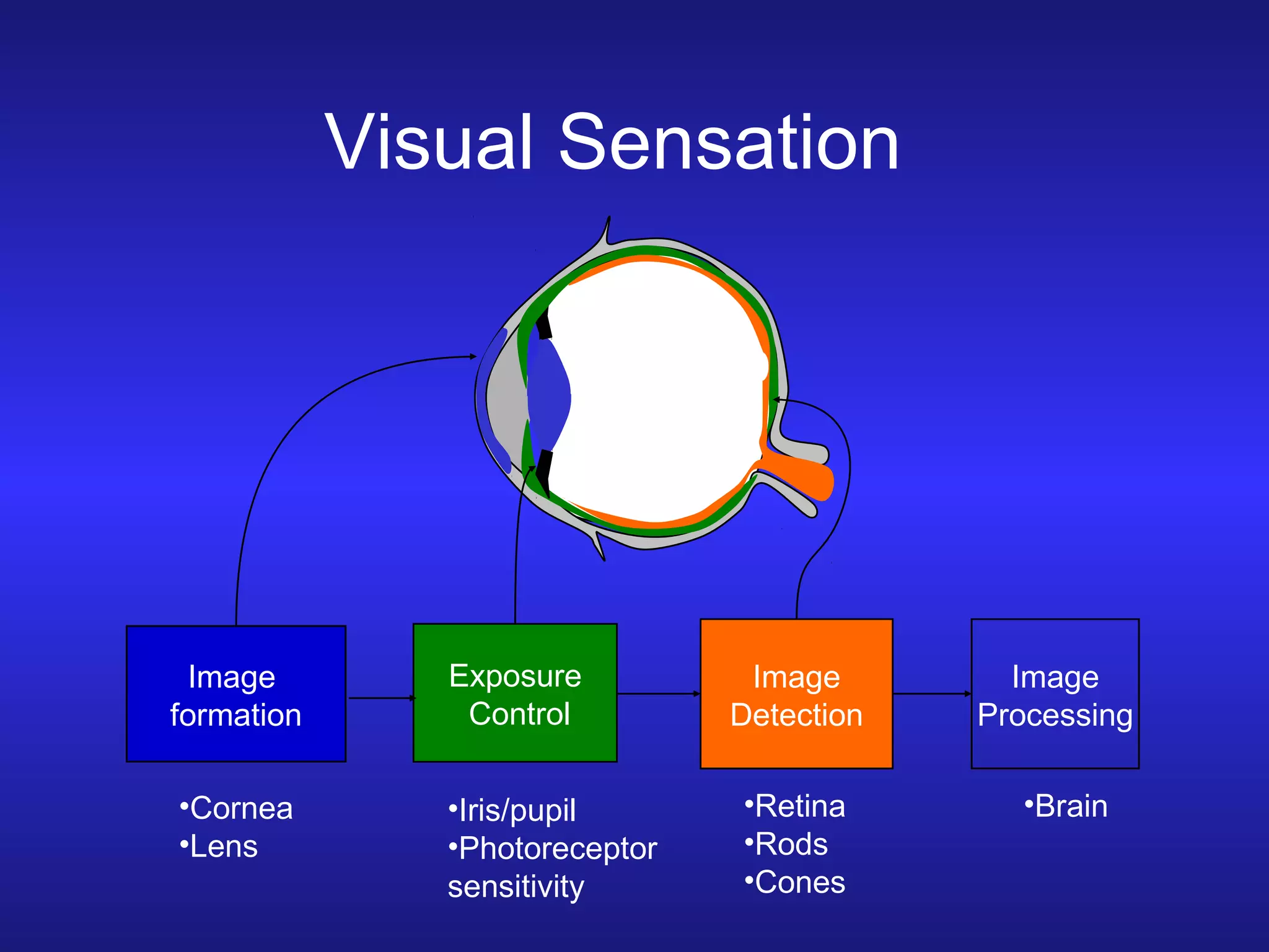 7 sensation | PPT