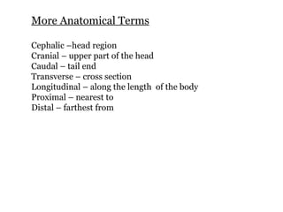 Dogfish Shark Dissection | PPT | Fish and Aquariums | Pets