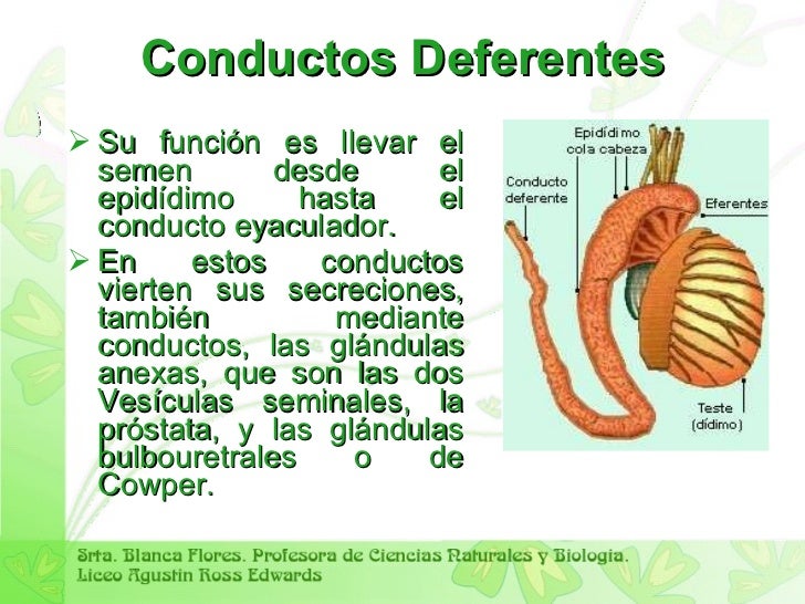sistemas reproductores