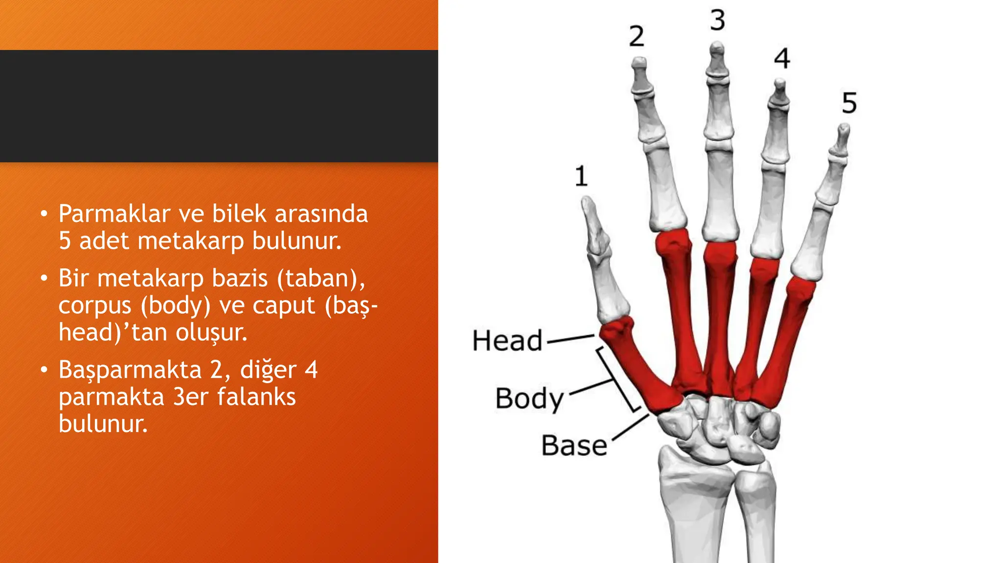 7-üst ekstremite.pptx