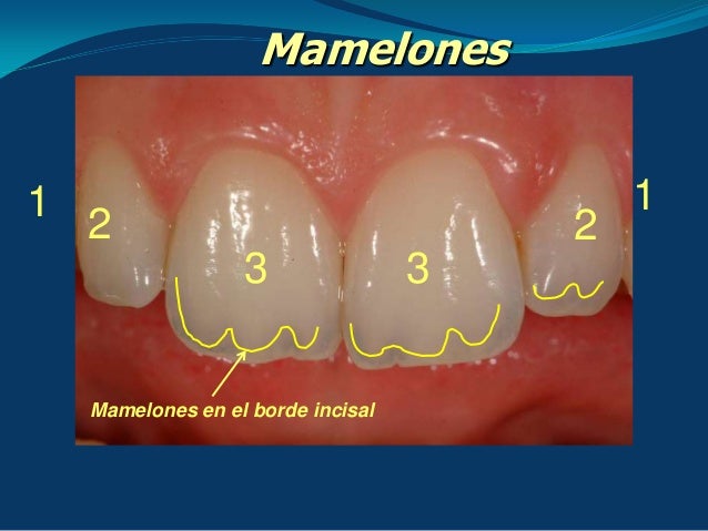 7 teorico practico zona 2 anterior ( parte 2 ) 2