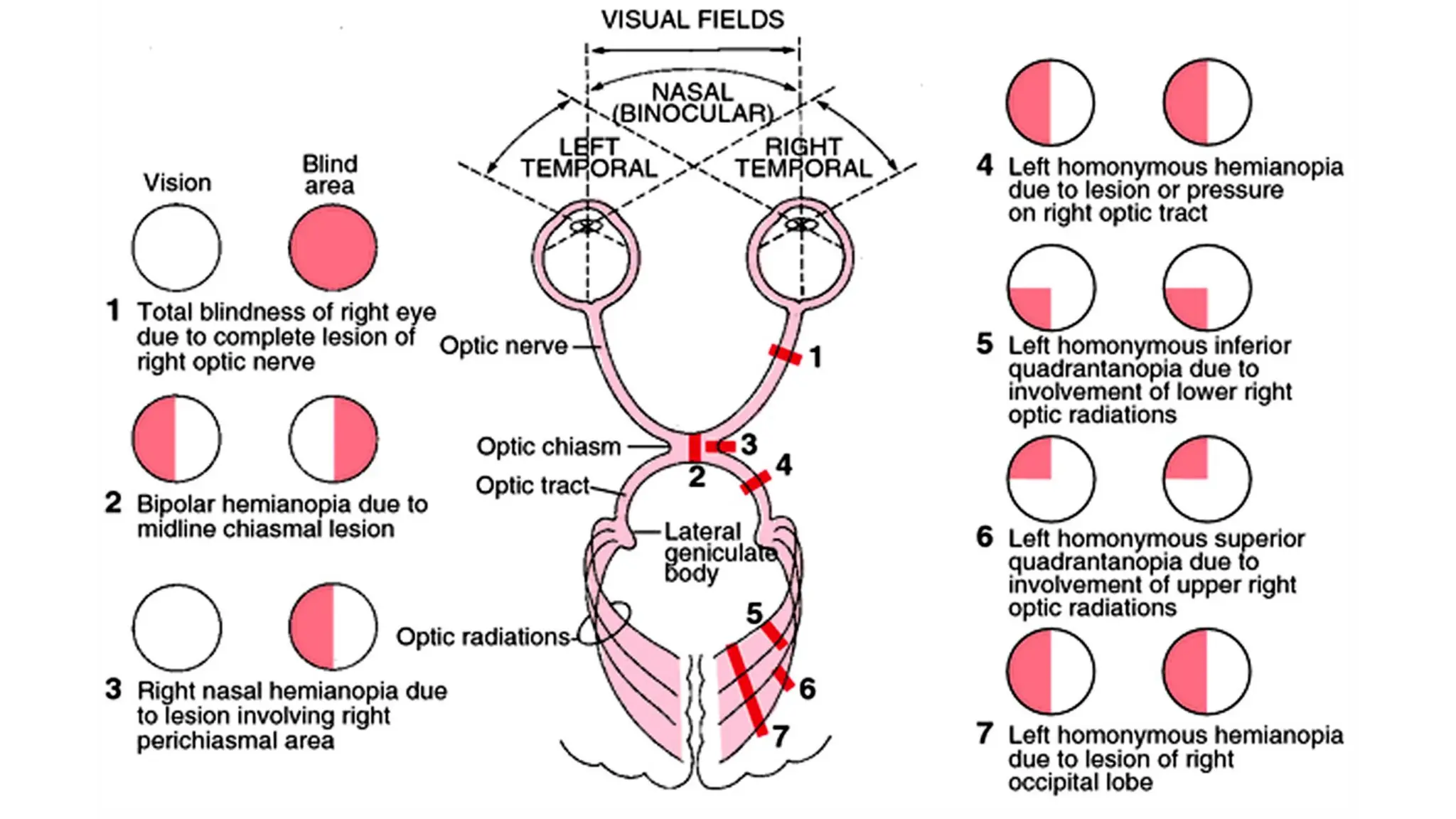 7-The Structure and Functional Localization of the Cerebral (1).pptx