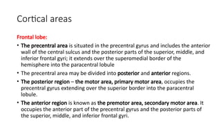 7-The Structure and Functional Localization of the Cerebral (1).pptx