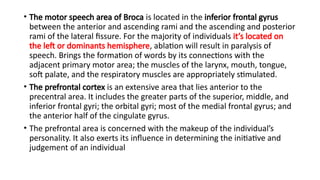 7-The Structure and Functional Localization of the Cerebral (1).pptx