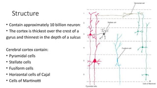 7-The Structure and Functional Localization of the Cerebral (1).pptx
