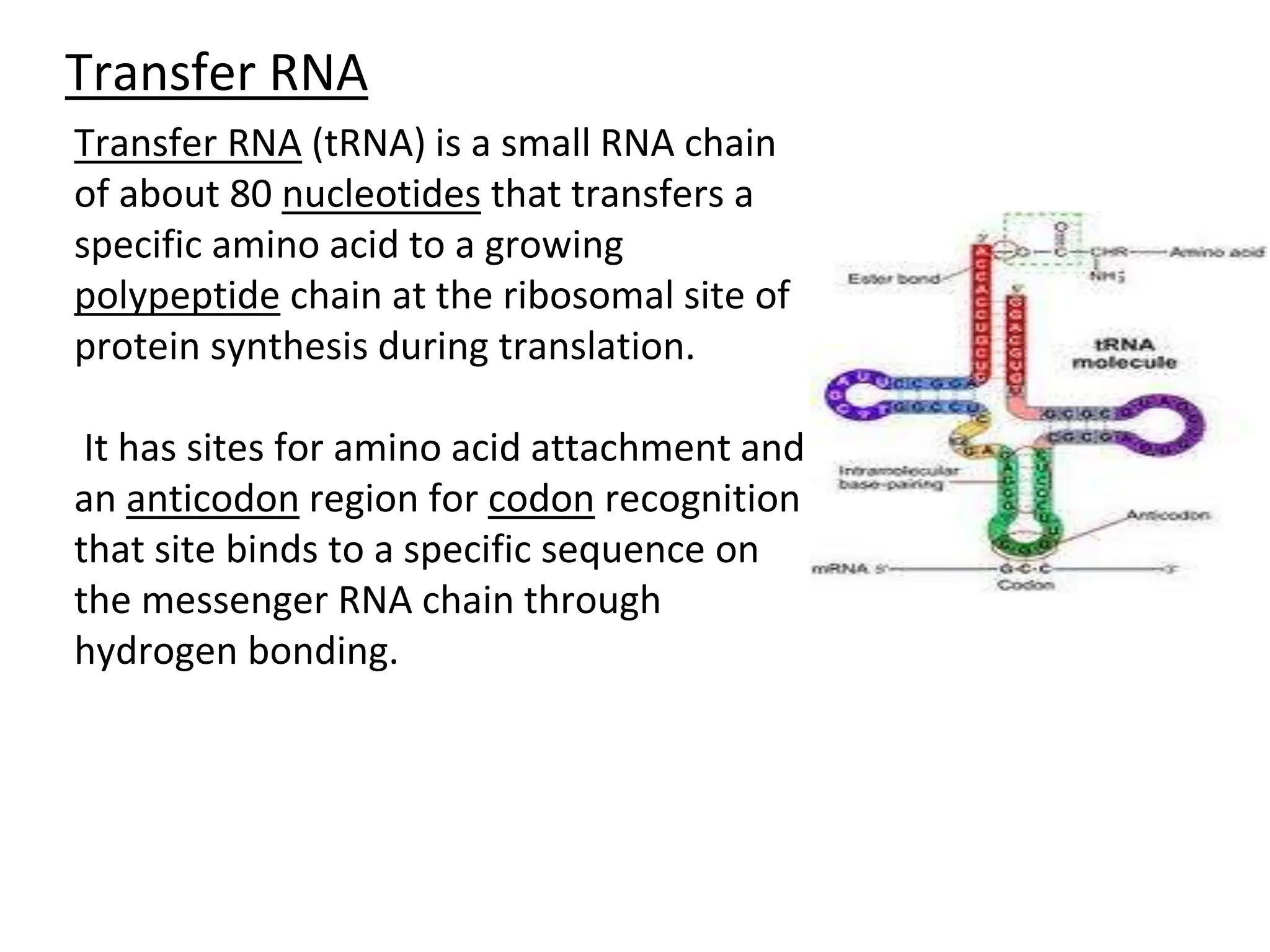 7-Transcription of DNA into mRNA and fuerhermore | PPT