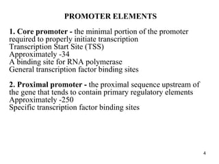 7-Transcription of DNA into mRNA and fuerhermore | PPT