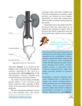 7 transportation in animal and plants | PDF