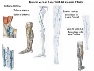 Vascularización e inervación del miembro inferior | PPT