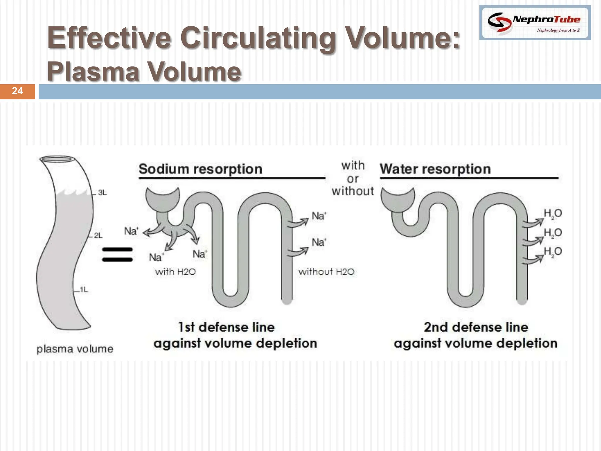 Renal Physiology (VII) - Volume Regulation - Dr. Gawad | PPTX