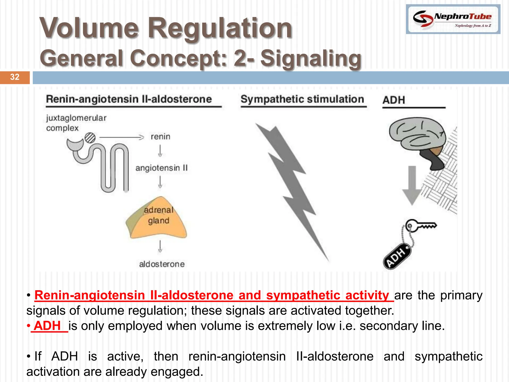 Renal Physiology (VII) - Volume Regulation - Dr. Gawad | PPTX