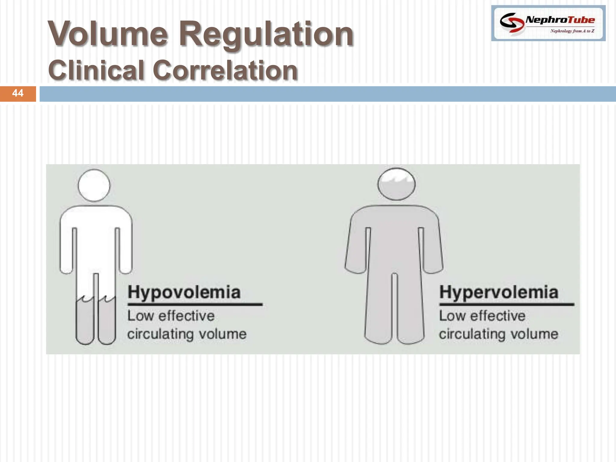 Renal Physiology (VII) - Volume Regulation - Dr. Gawad | PPTX