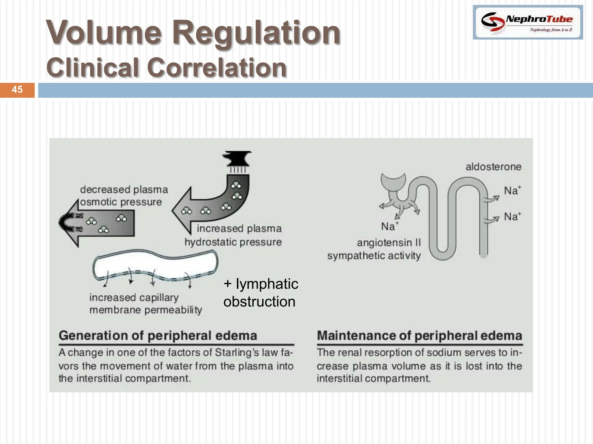 Renal Physiology (VII) - Volume Regulation - Dr. Gawad | PPTX