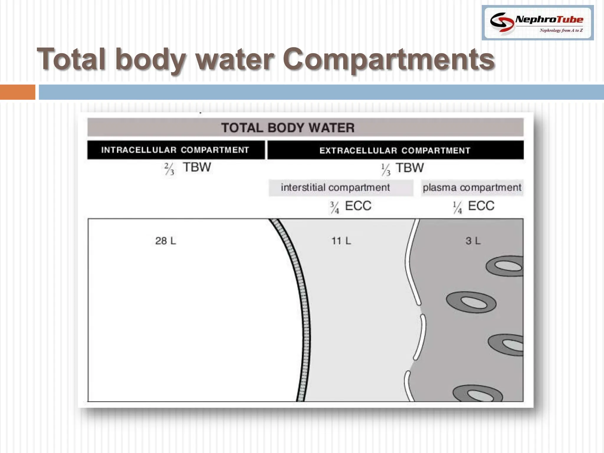 Renal Physiology (VII) - Volume Regulation - Dr. Gawad | PPTX