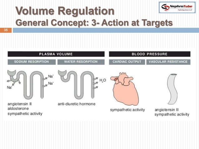 Renal Physiology (VII) - Volume Regulation - Dr. Gawad | PPT