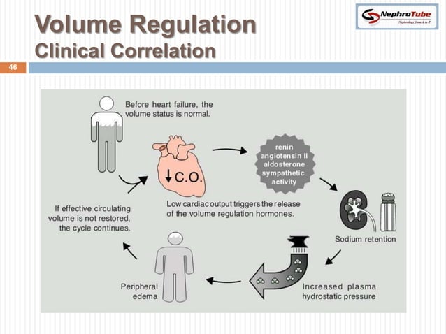 Renal Physiology (VII) - Volume Regulation - Dr. Gawad | PPT