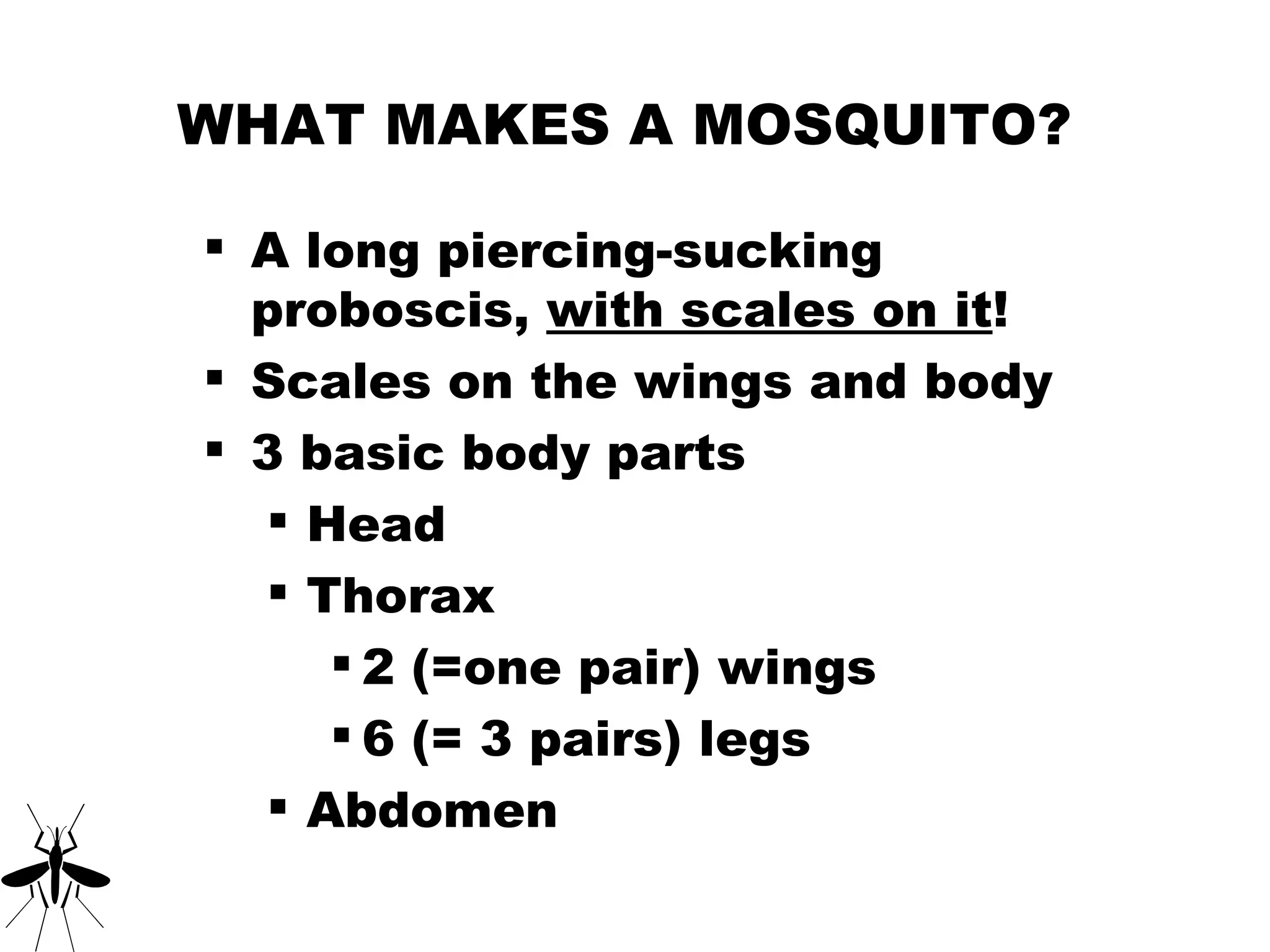 7 What Is A Mosquito | PPT