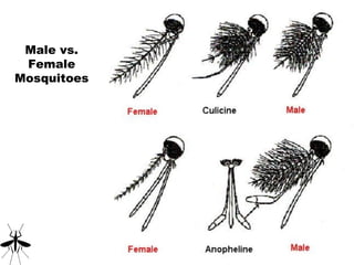 7 What Is A Mosquito | PPT