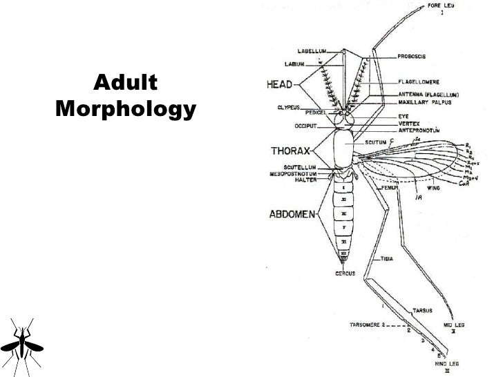 7 What Is A Mosquito
