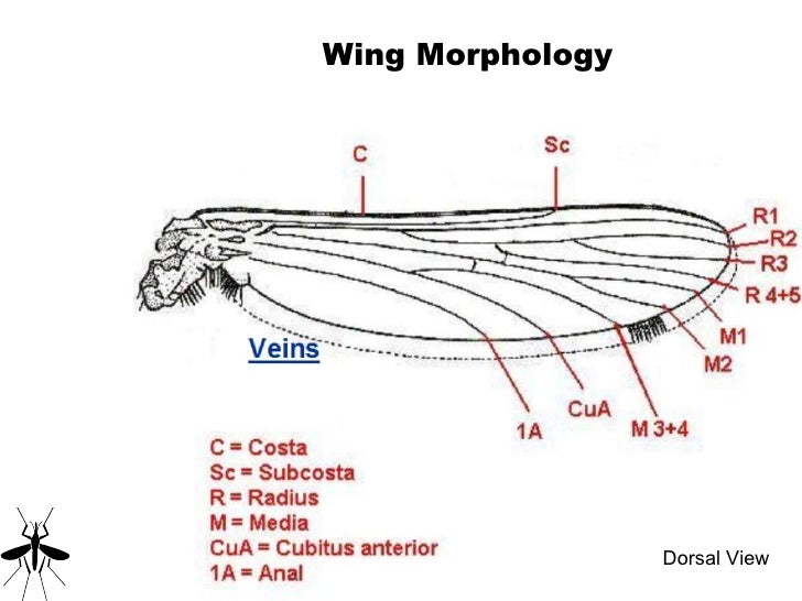 7 What Is A Mosquito