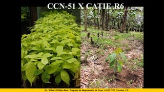 Generación de cacao-Wilbert-PHILLIPS-MORA.pdf