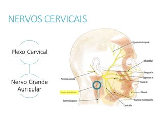 7 Zonas Faciais de Perigo | PPTX