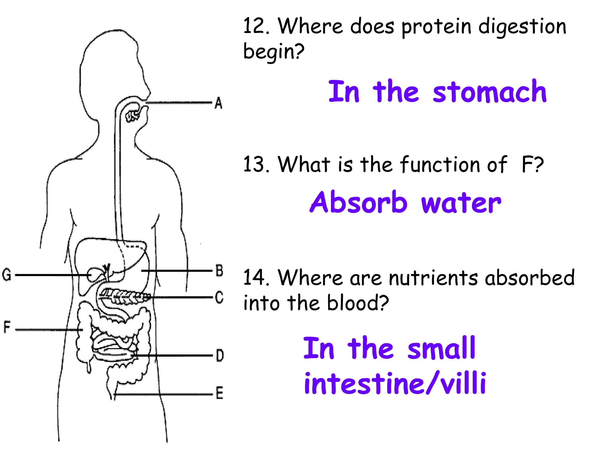 Digestive system Grade 5 igcse easy notes | PPT