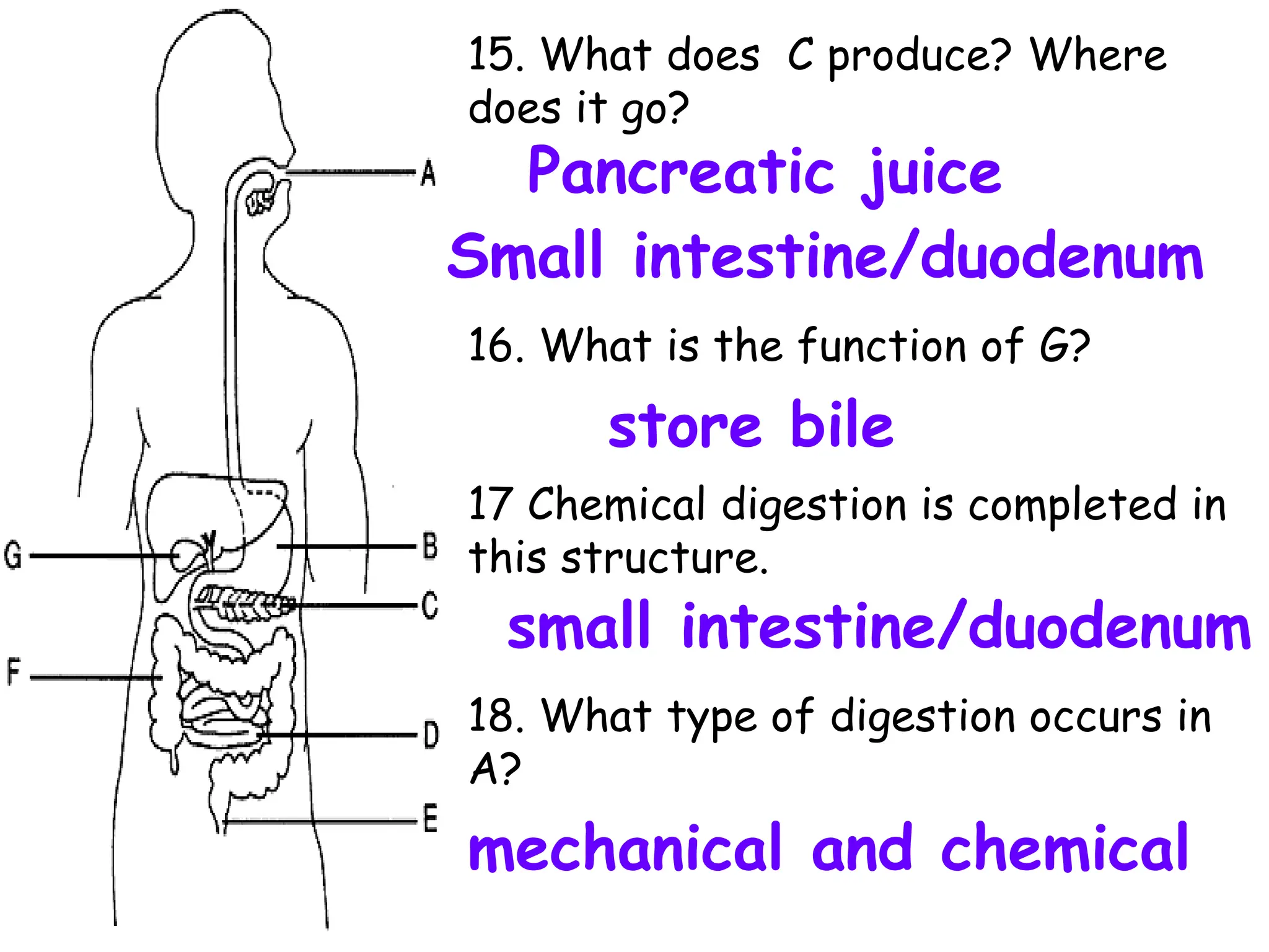 Digestive system Grade 5 igcse easy notes | PPT