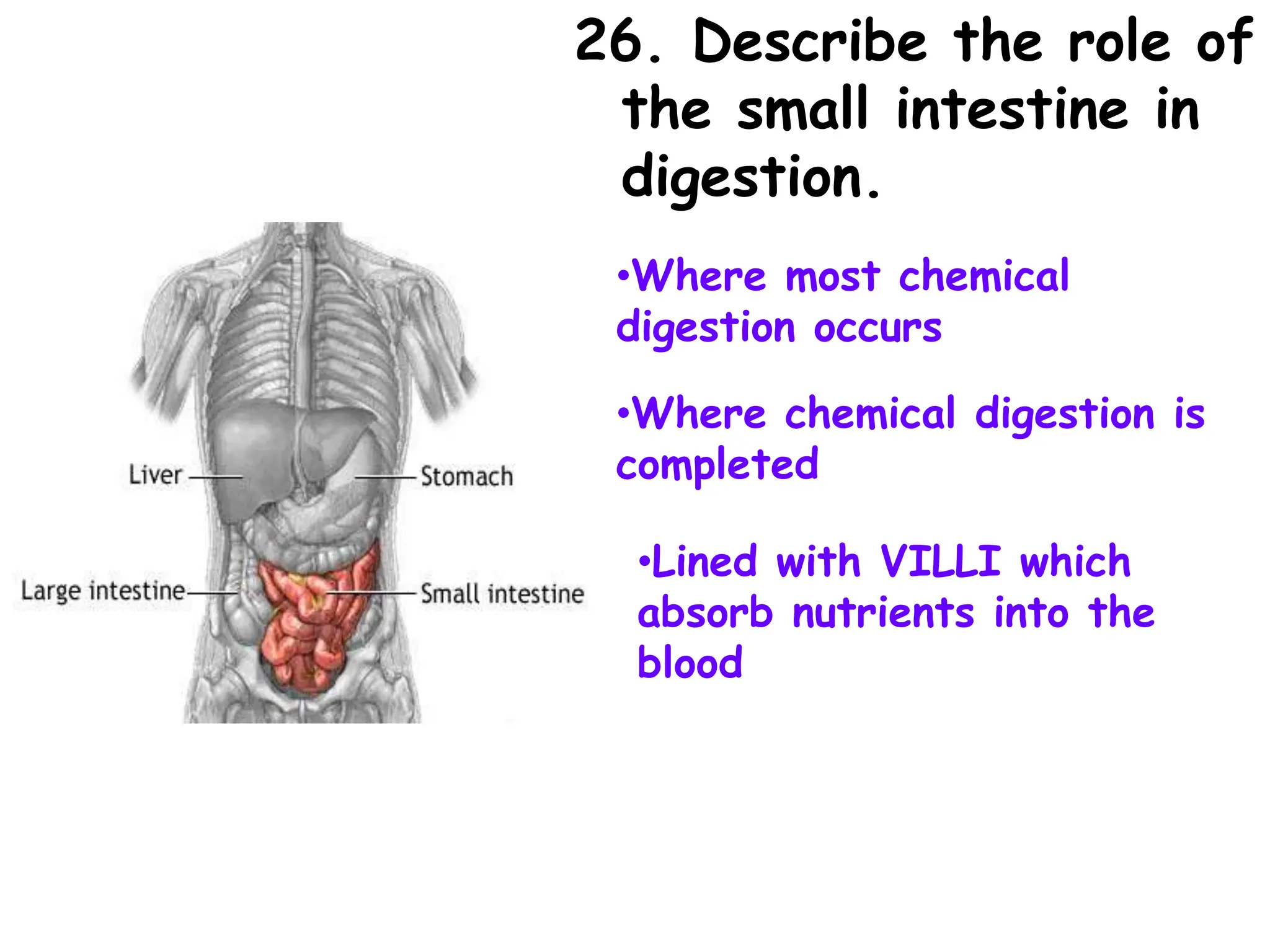 Digestive system Grade 5 igcse easy notes | PPT