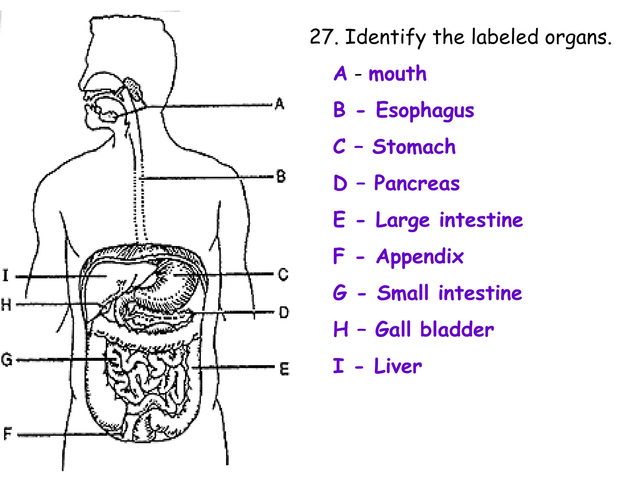 Digestive system Grade 5 igcse easy notes | PPT