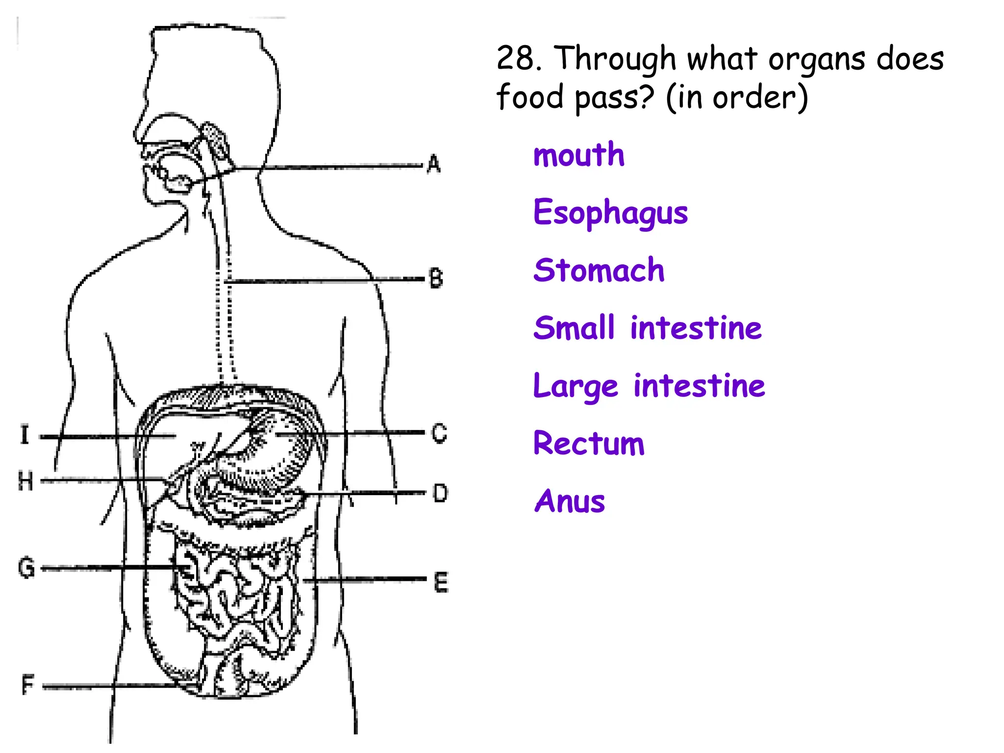 Digestive system Grade 5 igcse easy notes | PPT | Digestive Disorders ...