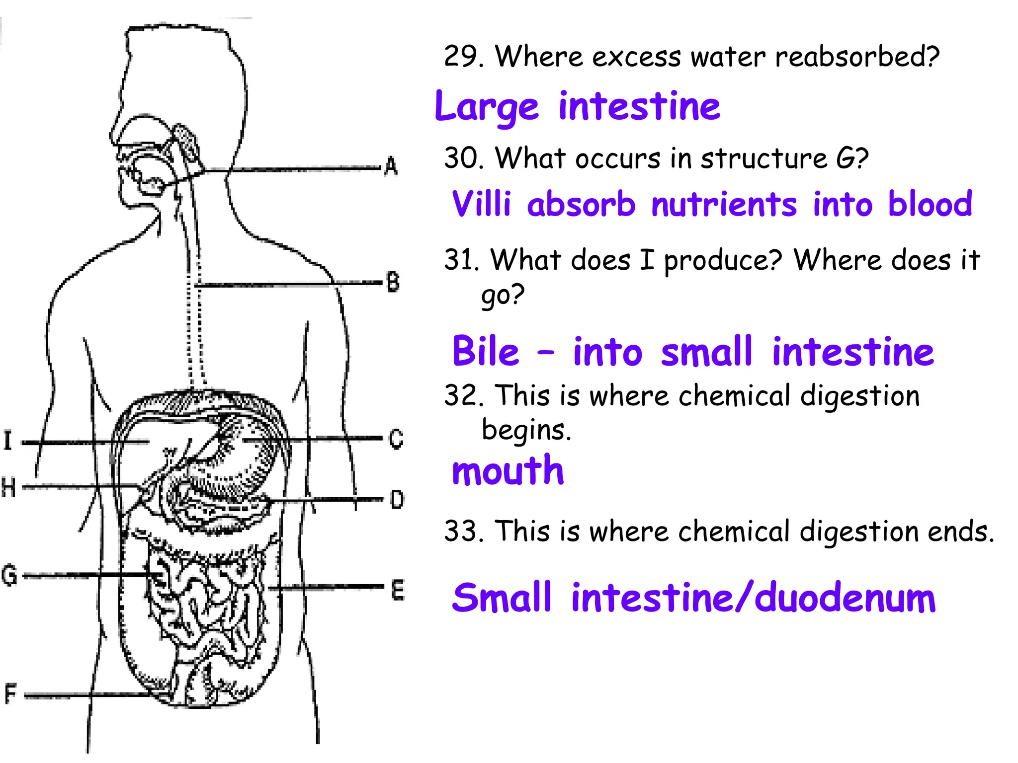 Digestive system Grade 5 igcse easy notes | PPT