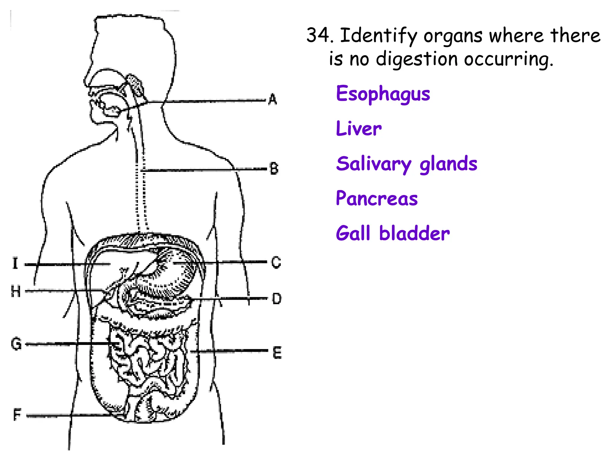 Digestive system Grade 5 igcse easy notes | PPT
